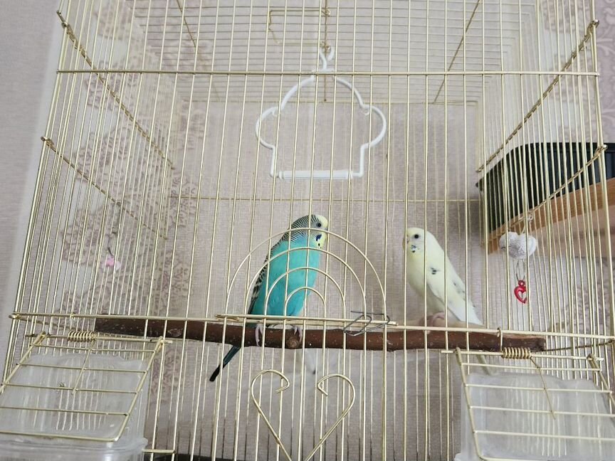 Волнистый попугай с клеткой