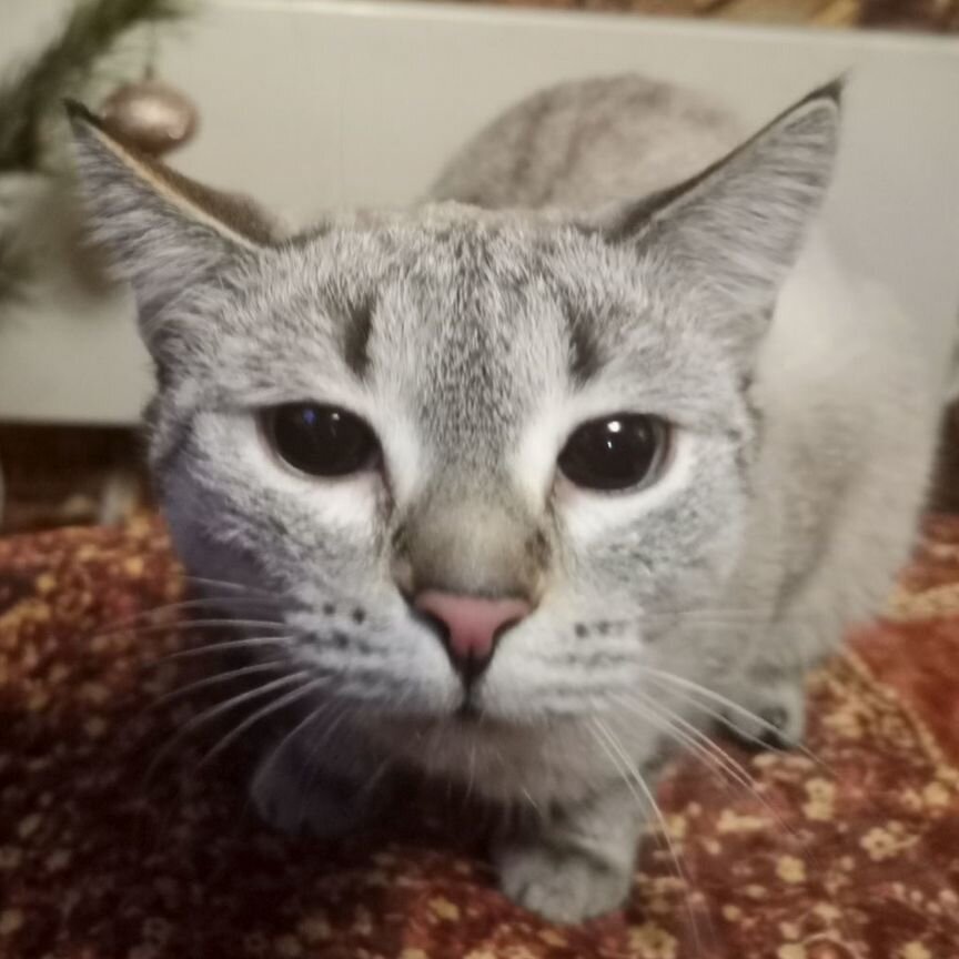 Взрослая, кошка в добрые руки