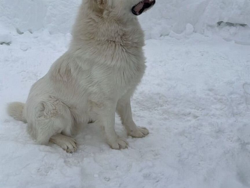 Среднеазиатская овчарка