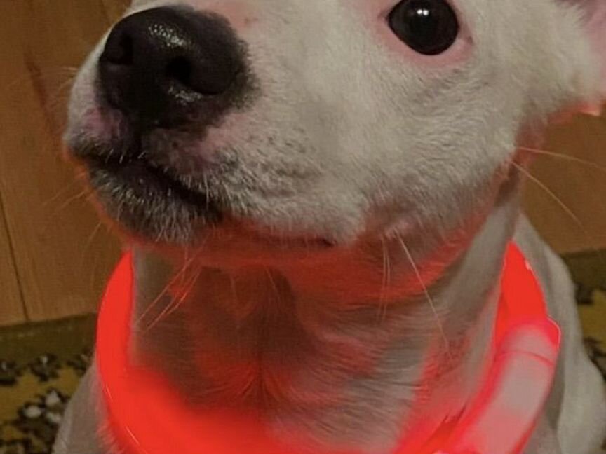 Джек рассел вязка кабеля