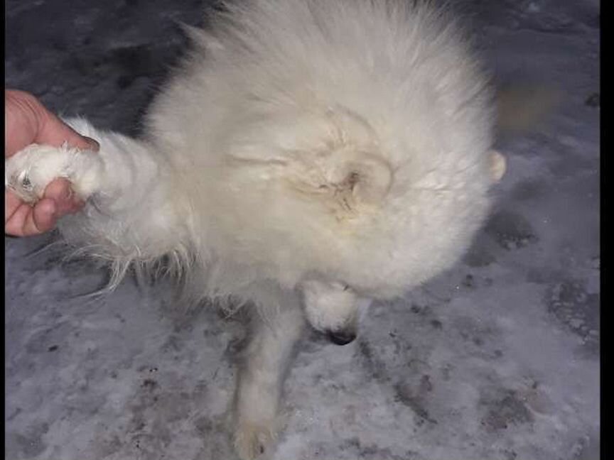 Самоедская лайка