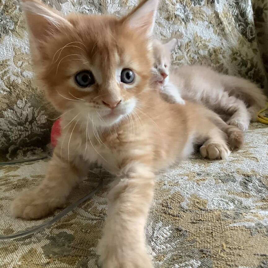 Котятки Мейн-кун