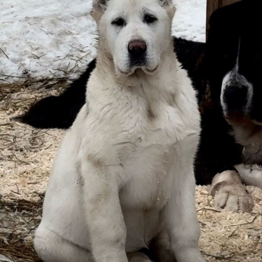 Девочка сао