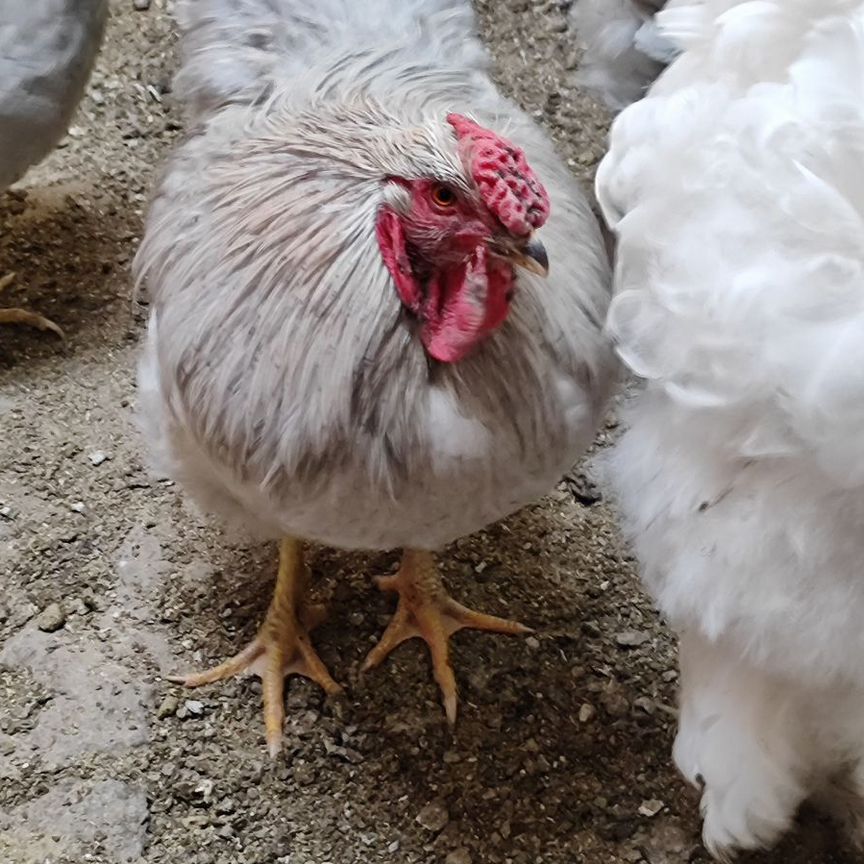 Петухи орпингтон голубой