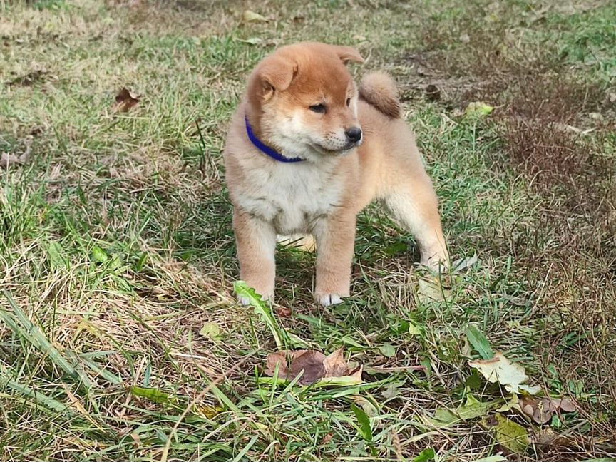 Щенок Сиба ину мальчик