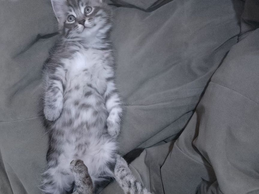 Котёнок в добрые руки