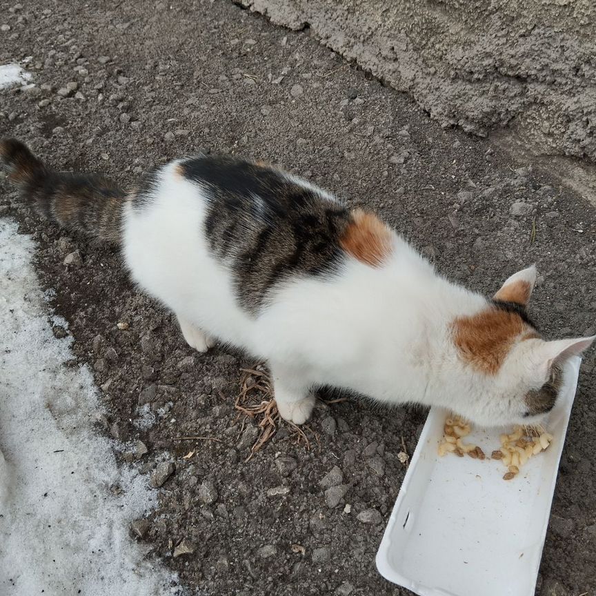 Кошечка трёхцветка