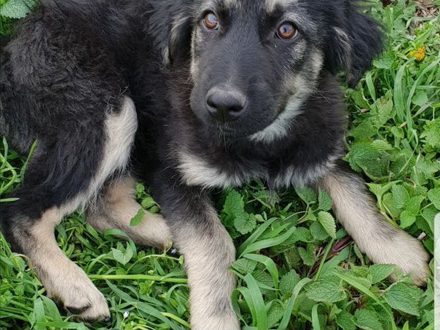 Щенок в добрые руки