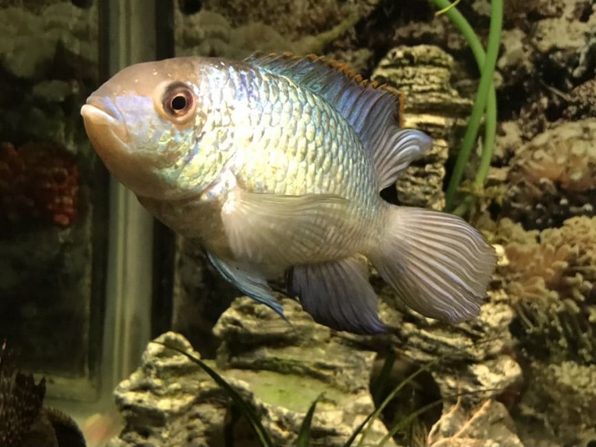 Аквариумные рыбки