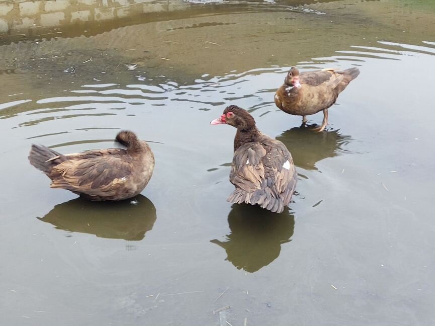 Утки шипуны