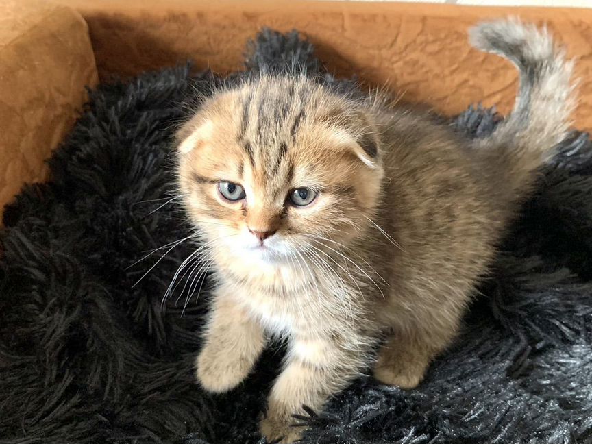 Шотландские котята