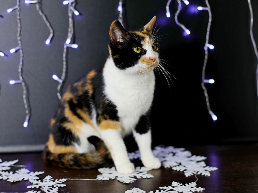 Интересная кошечка ищет дом