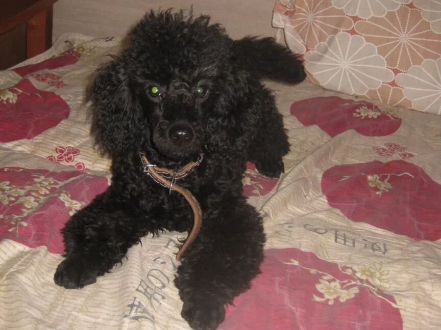 Карликовый пудель вязка мальчик