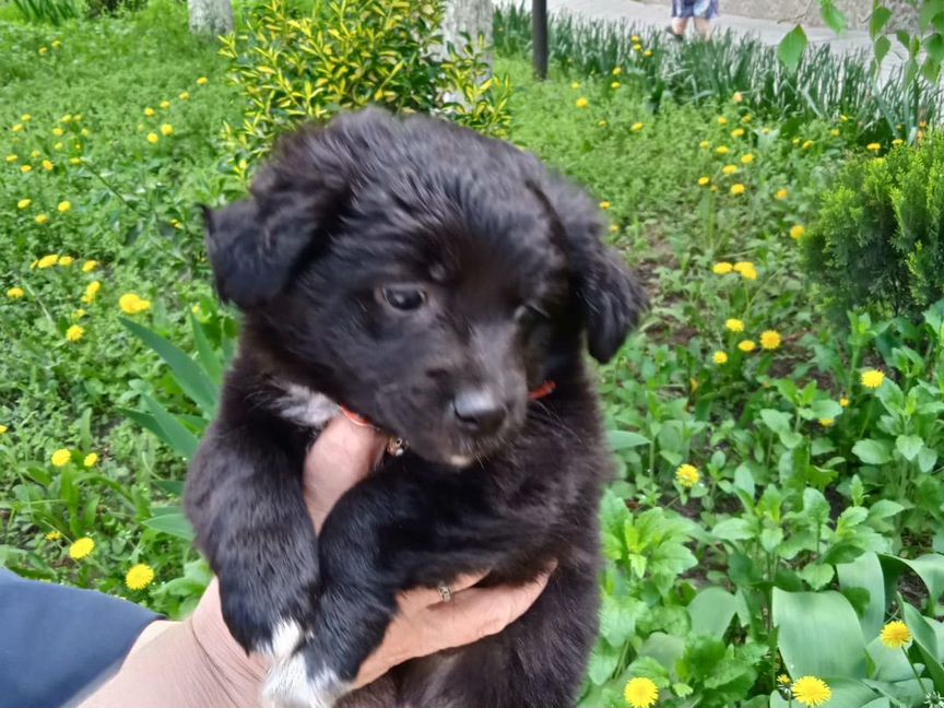 Крохотный щеночек в добрые руки