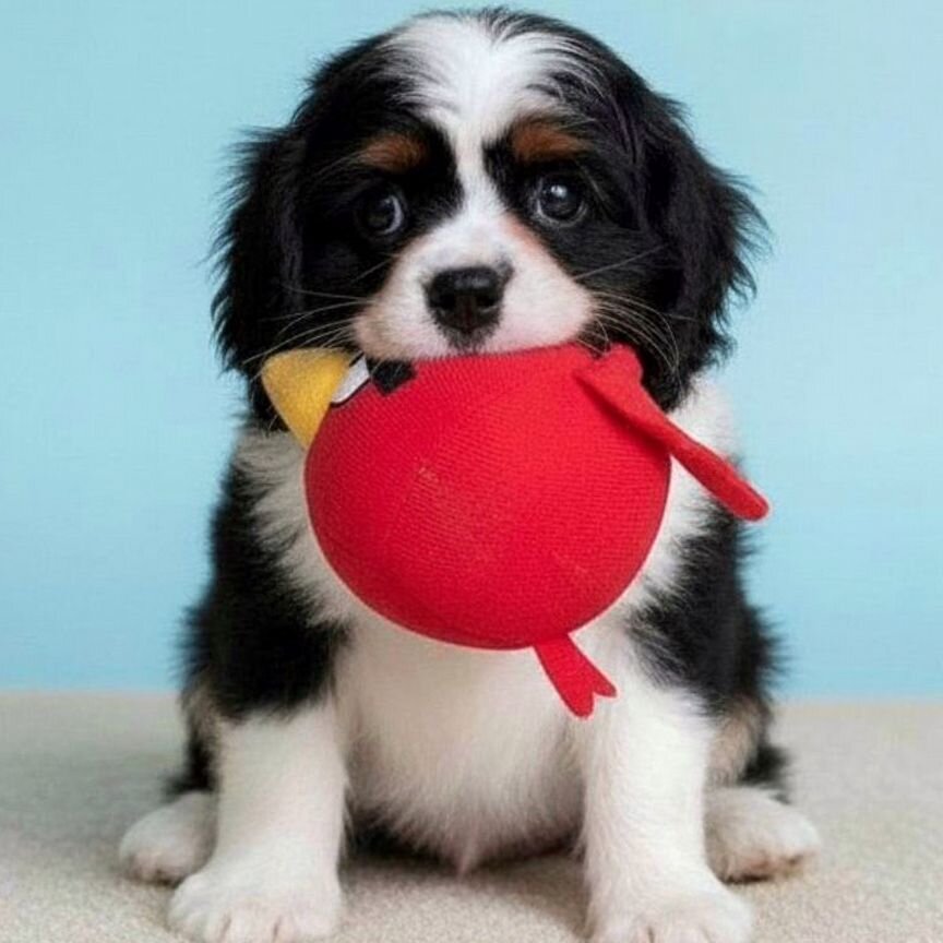 Кавалер кинг-чарльз-спаниель, щенок