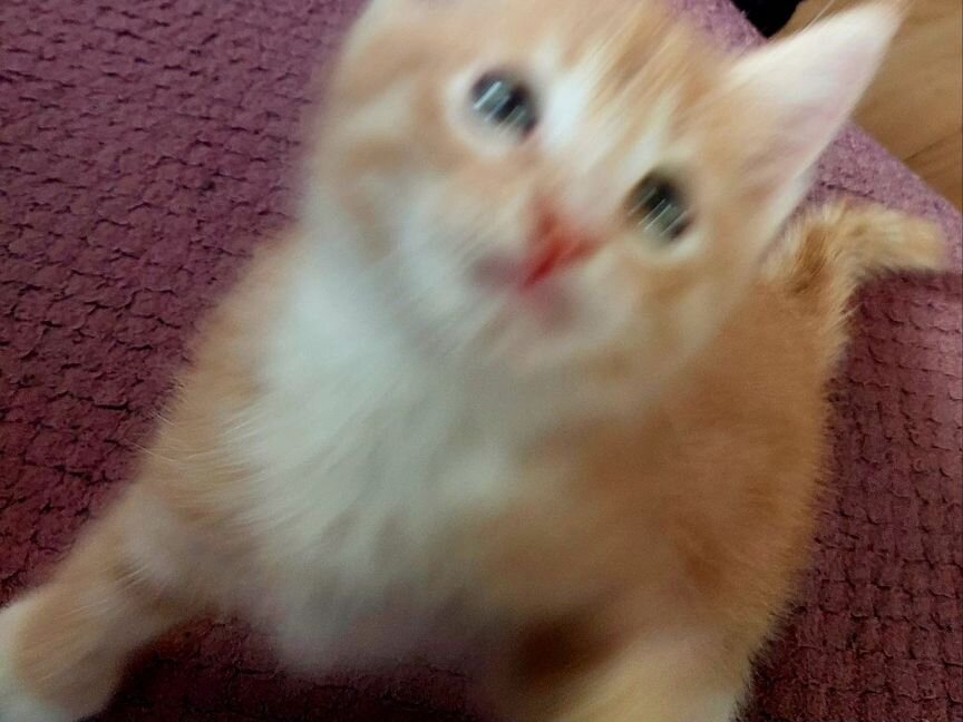 Котенок в добрые руки