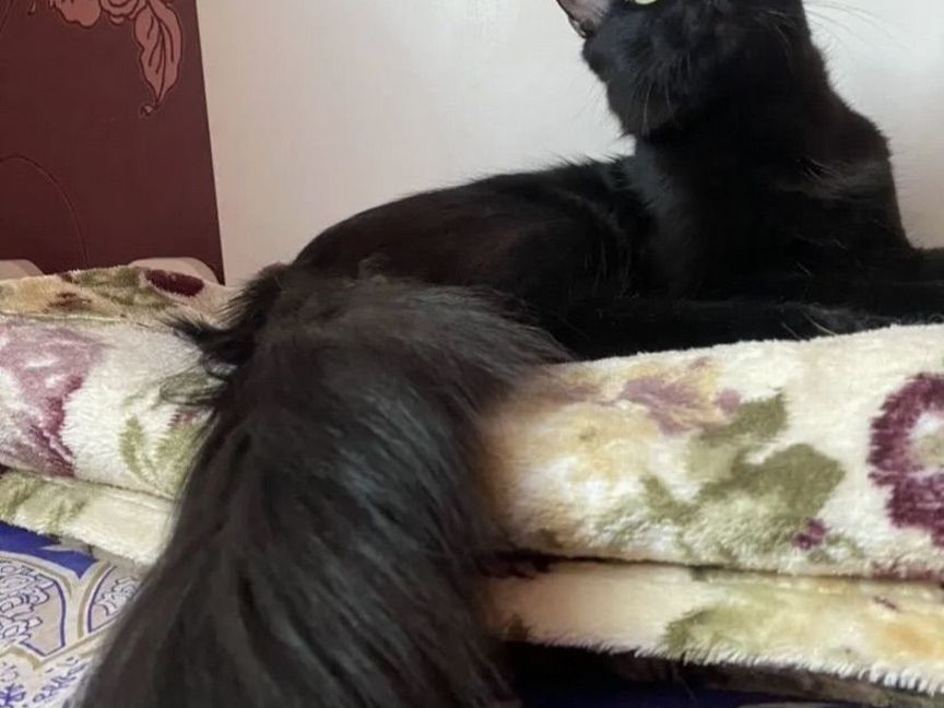 Котенок с тяжелой судьбой