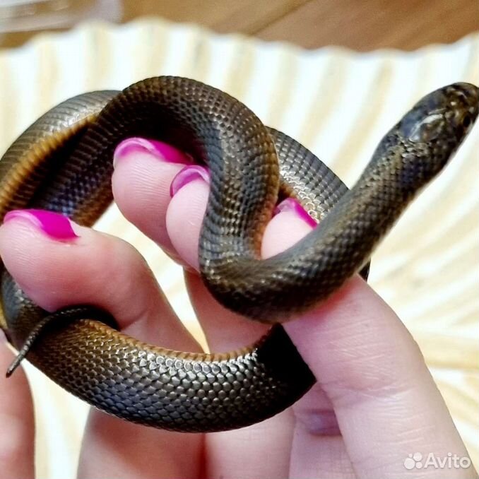 Узорчатый полоз