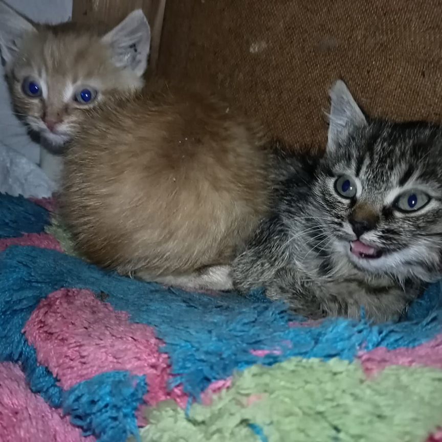 Котята в добрые руки