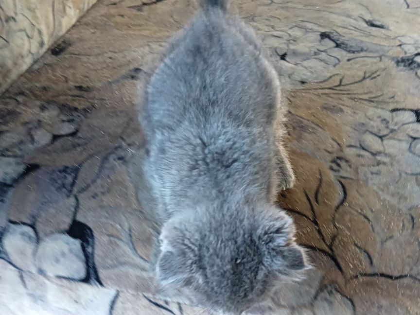 Вислоухие котята