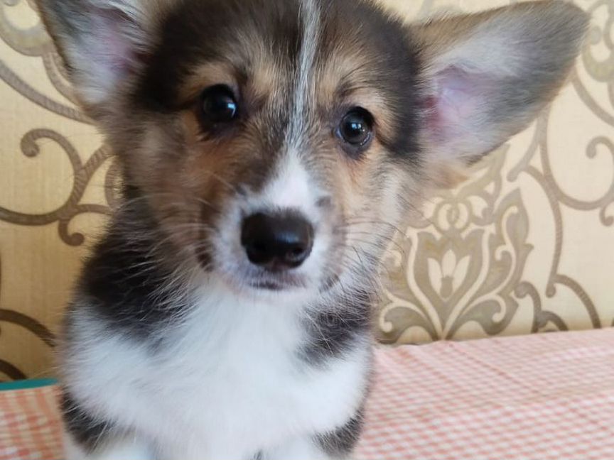 Шикарные щенки Вельш-корги пемброк