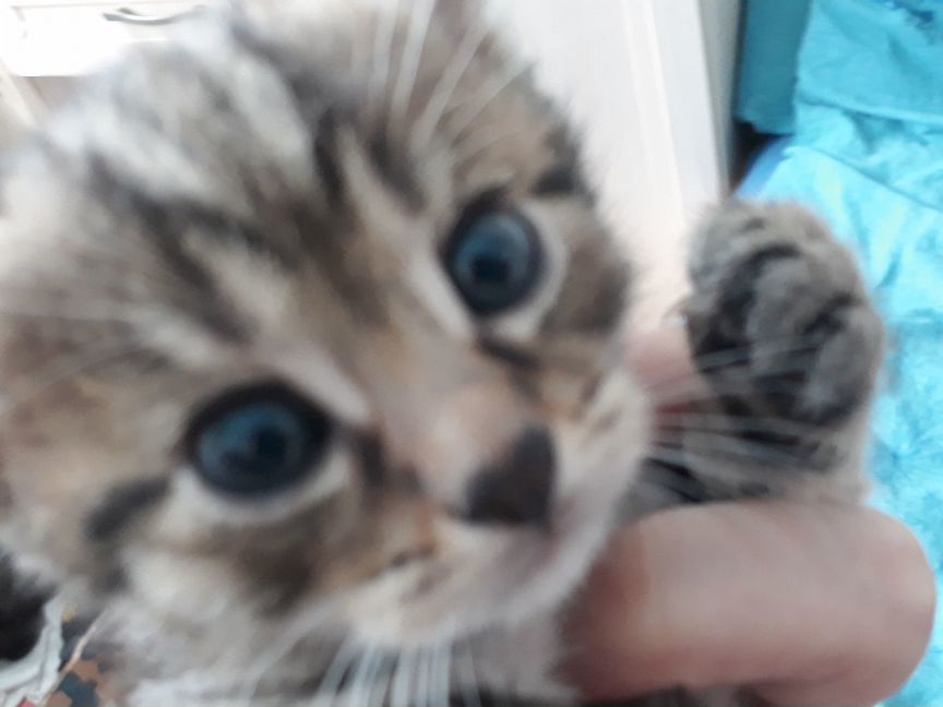 Продаю шотландских прямоухих котят