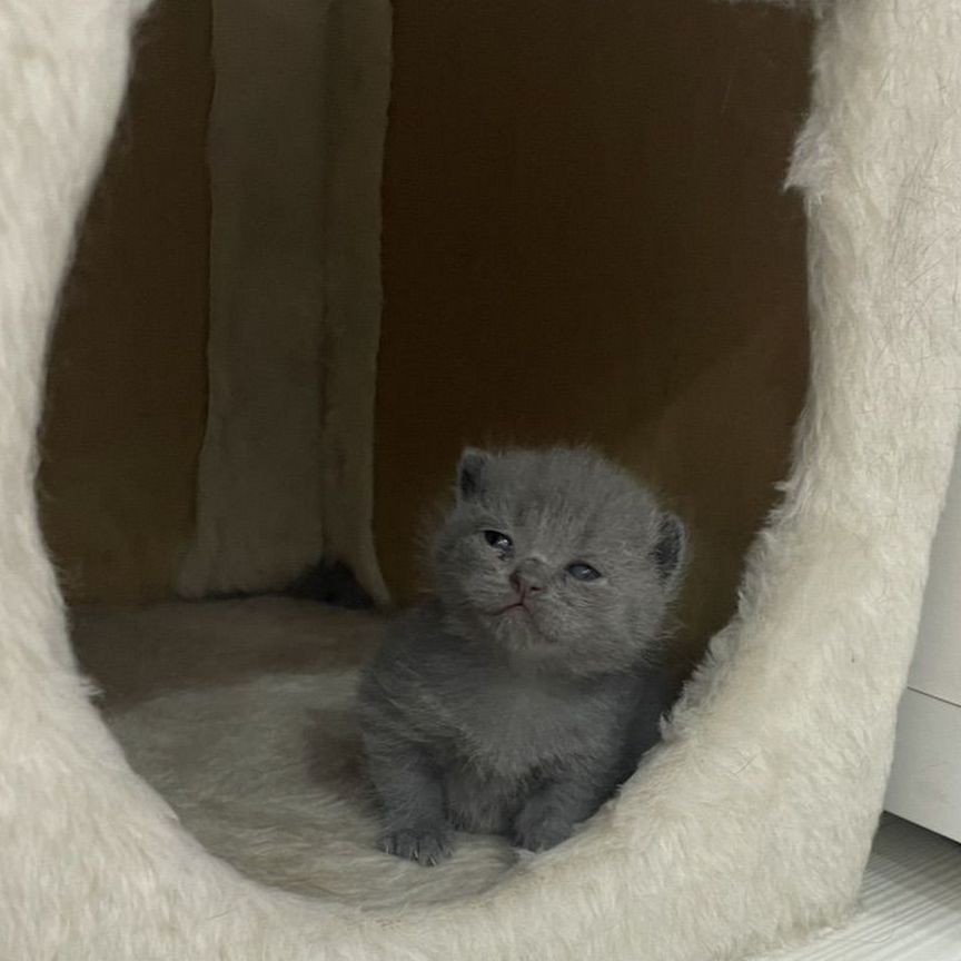 Шотландский вислоухий короткошёрстный котёнок