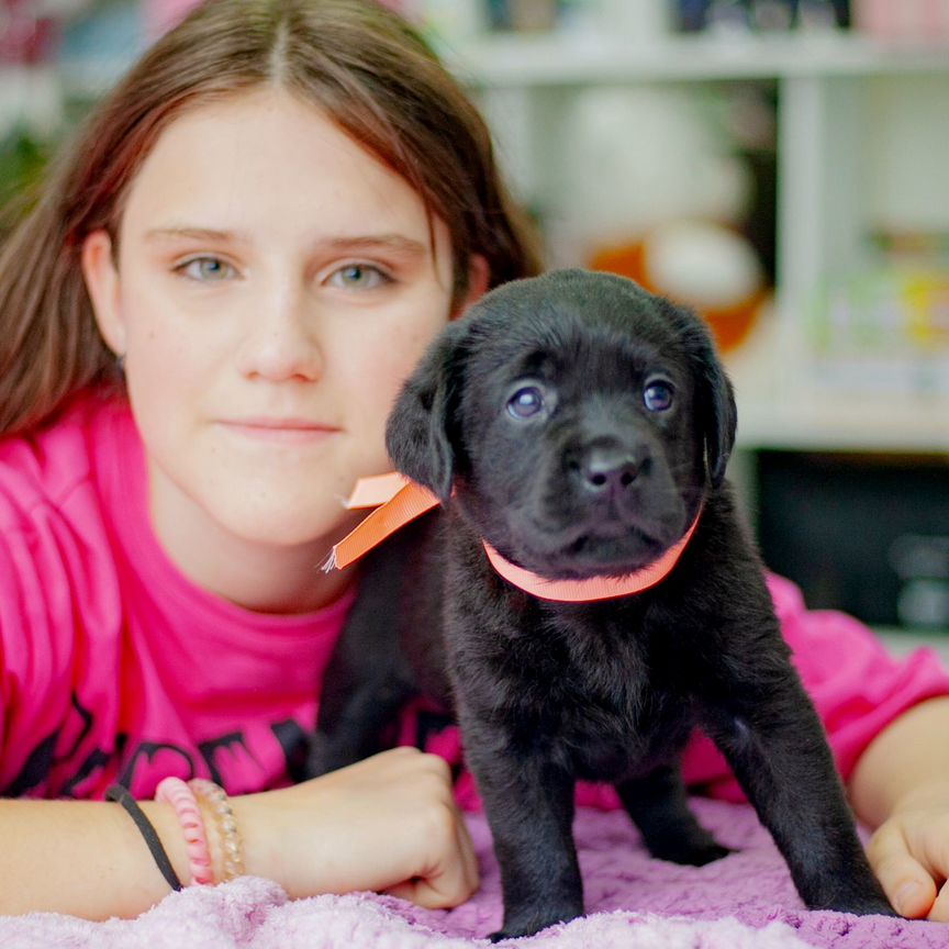 Щенки лабрадора