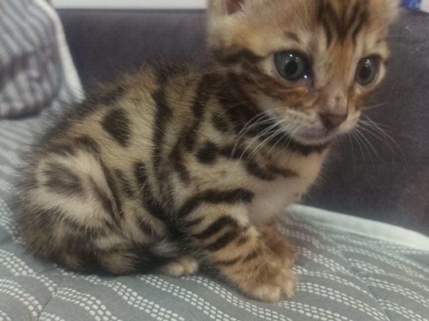 Бенгальская