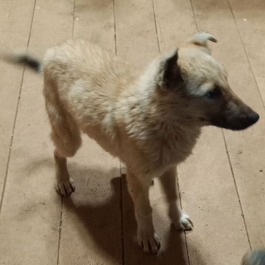 Щенок в добрые руки