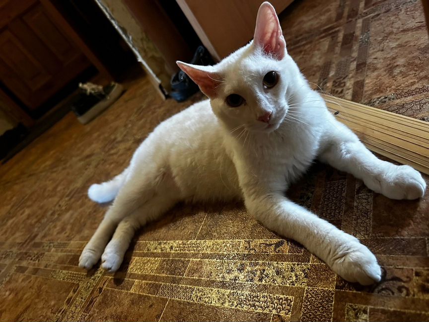 Снежик-Белоснежик