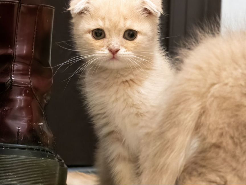 Шотландские котята