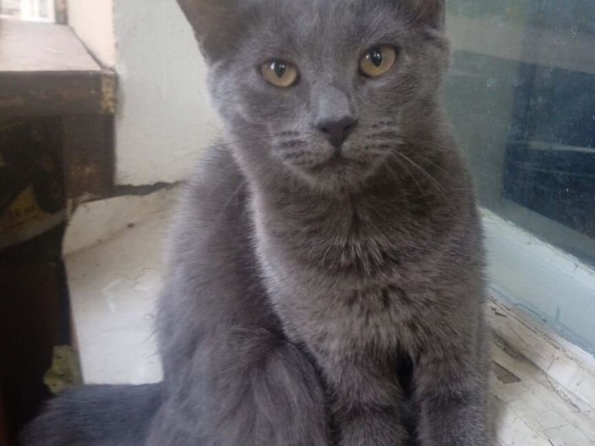 Котенок в добрые руки