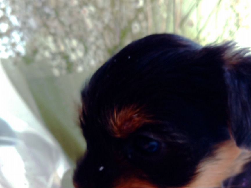 Йоркширский терьер щенки