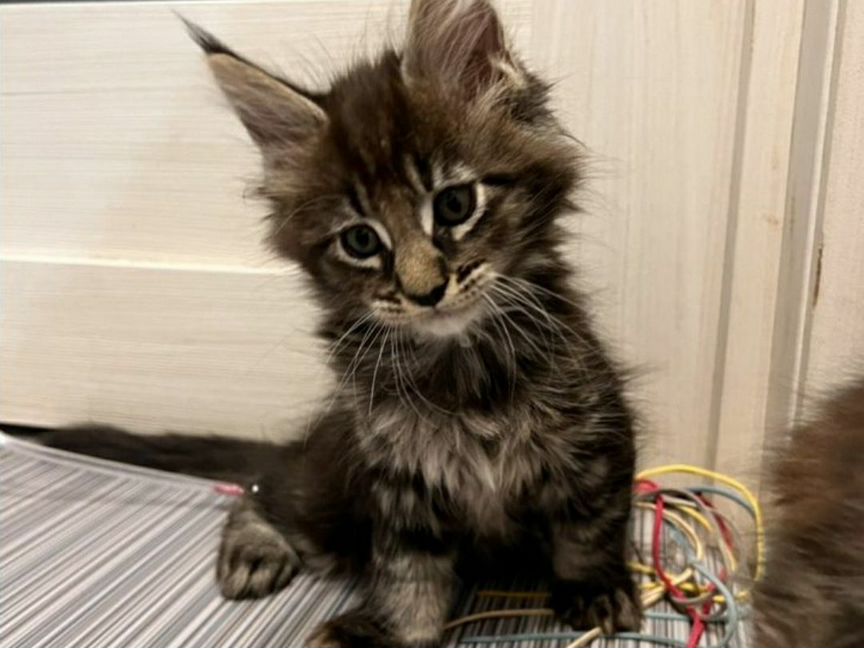 Твой большой друг гигант