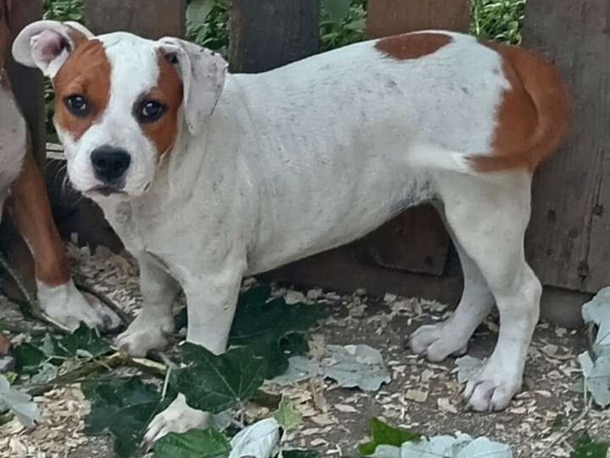 Сука стаффа