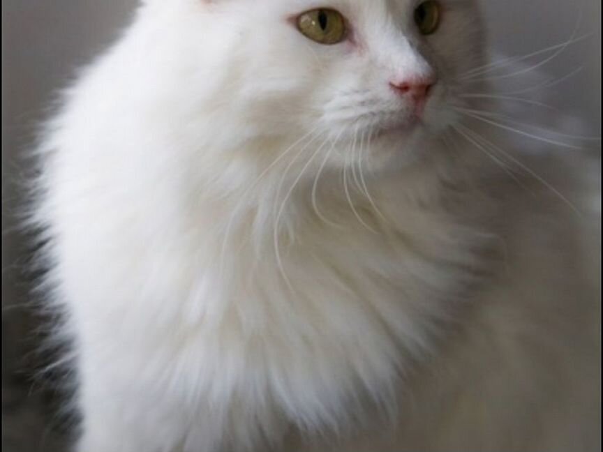 Белая кошка