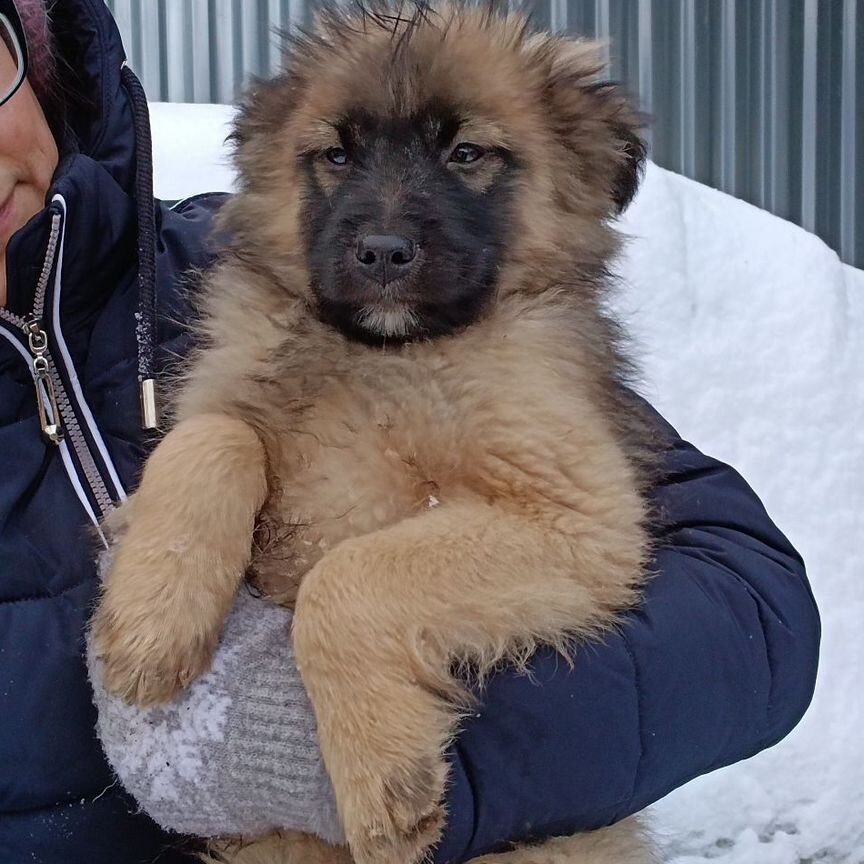 Щенок в добрые руки