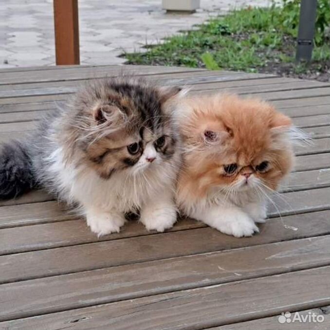 Продажа персидских котят