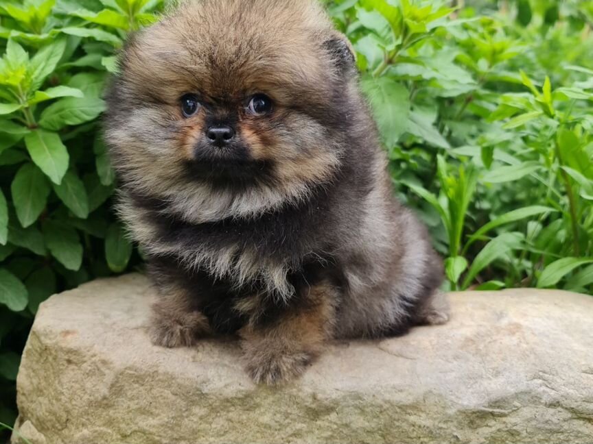 Бронь. Девочка шпиц мишка