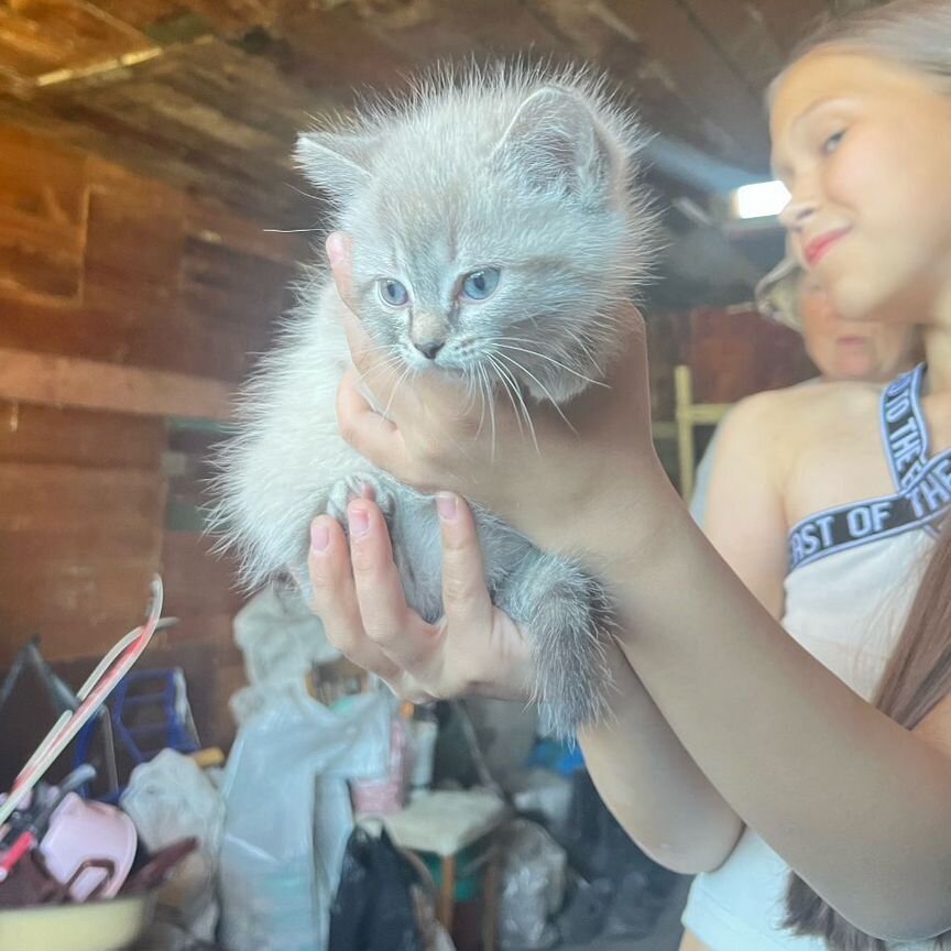 Котёнок в добрые руки