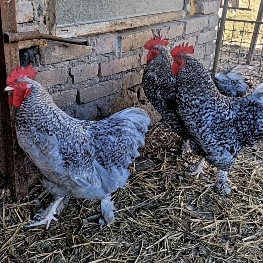 Петухи мехеленская кукушка