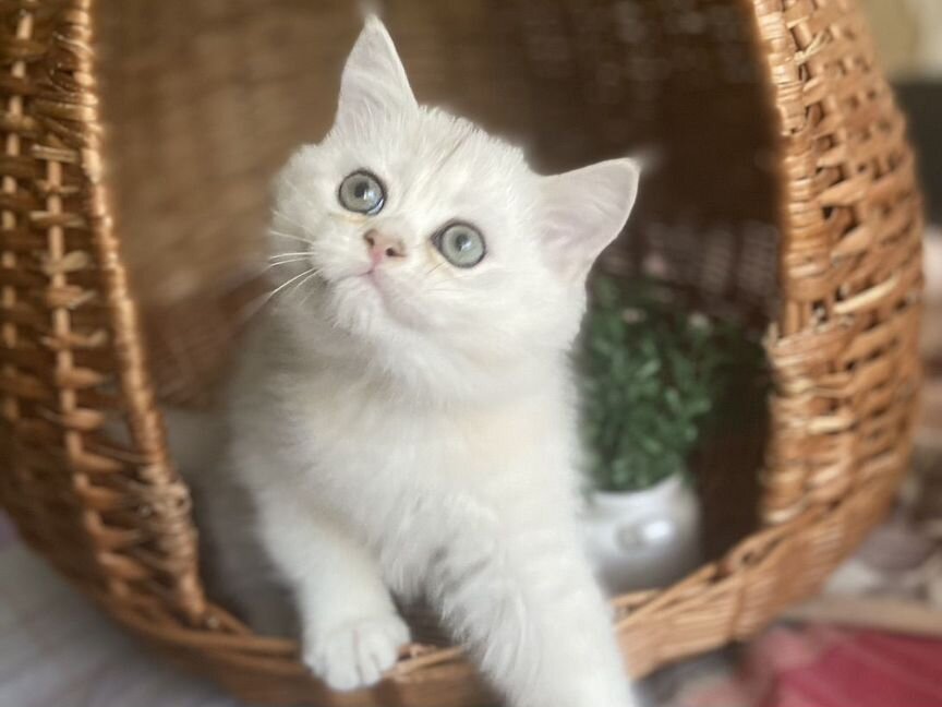 Шотландский котик Каспер