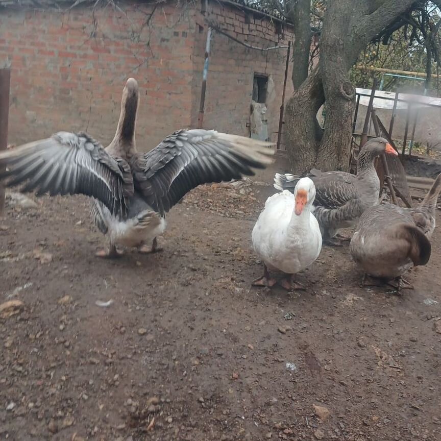 Гуси
