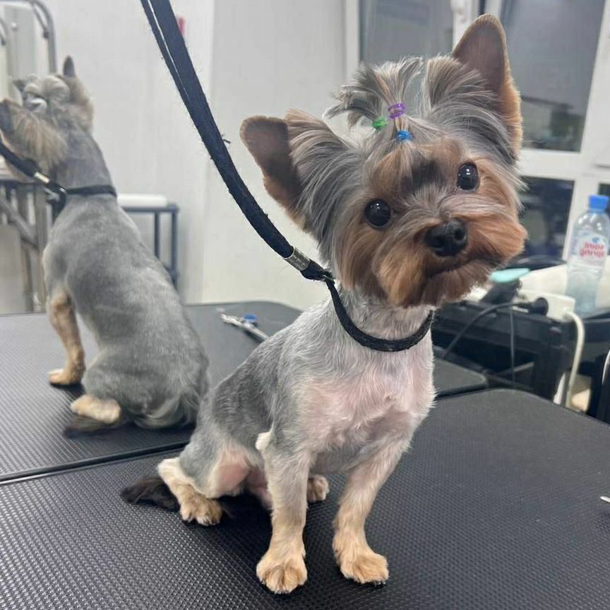 Йоркширский терьер, взрослый пёс