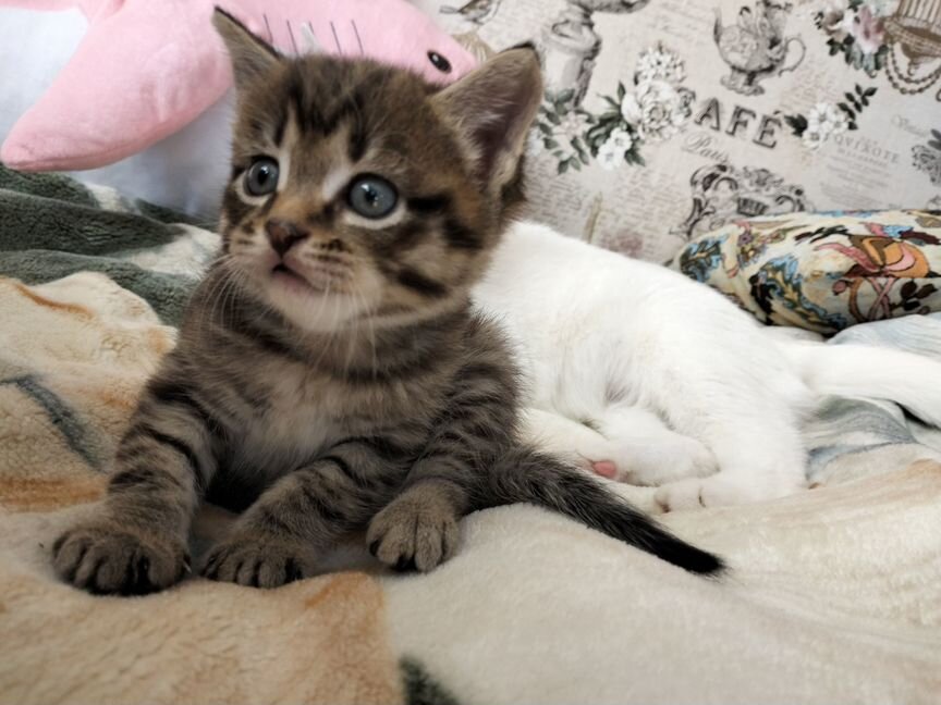 Отдадим котенка в хорошие руки