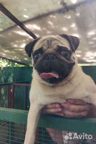 Мопсик в хорошие руки