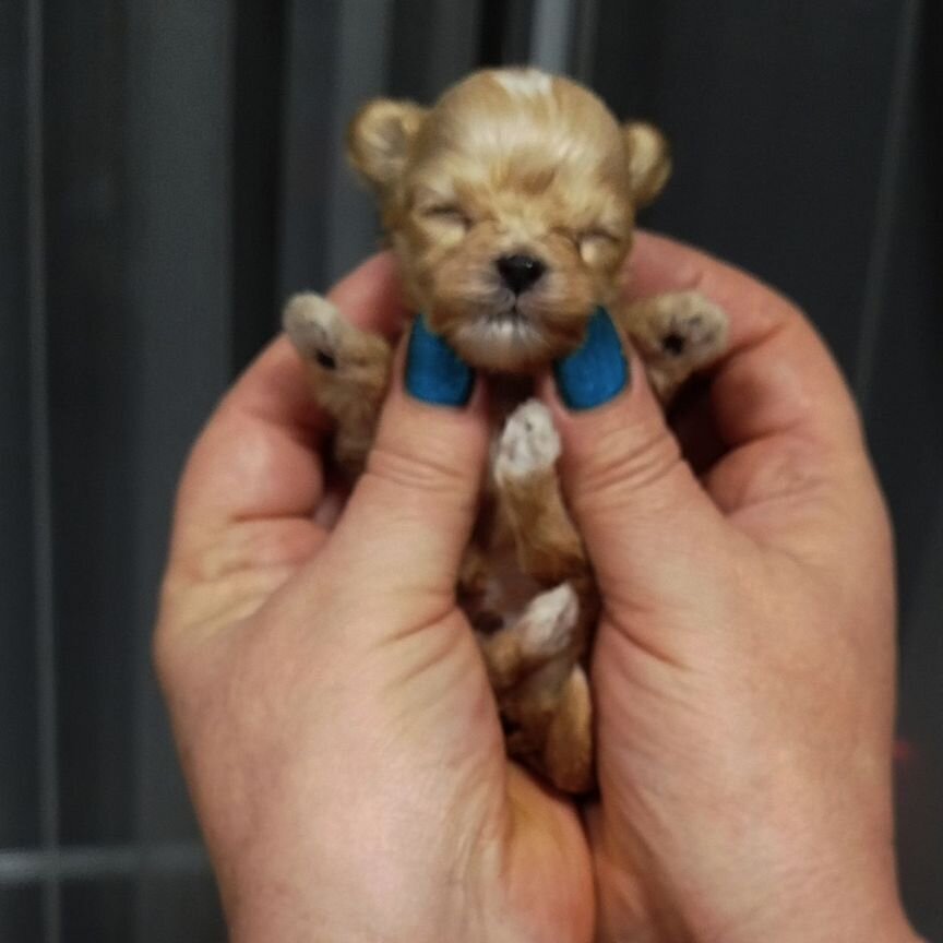 Мальтипу, щенок