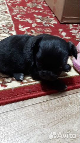 Собаки чихуахуа щенок мини и маленький (черные)