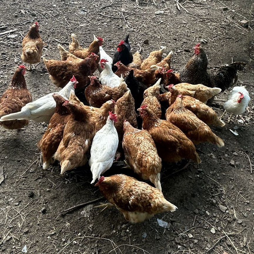 Куры несушки продам